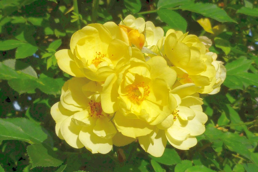 rose "Golden Age" | Vrtni center MOGA