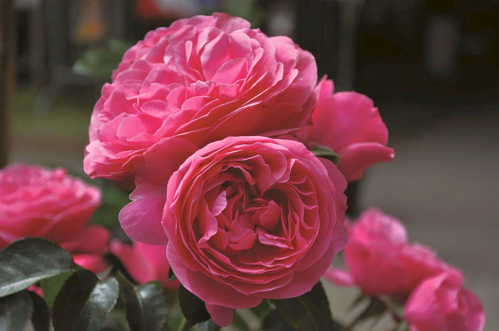 rose "Leonardo da Vinci" | Vrtni center MOGA