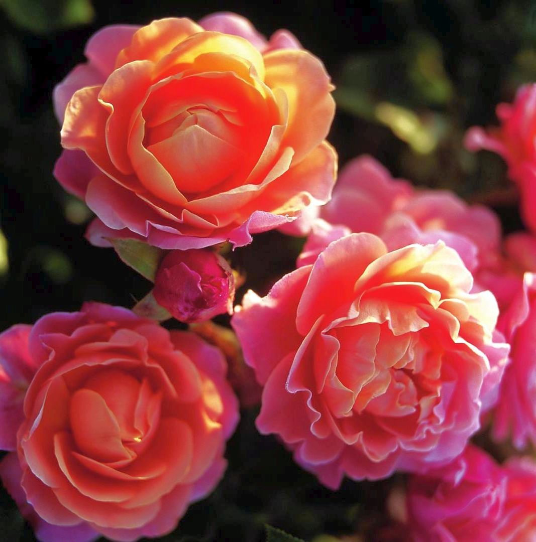 rose "Marie Curie" | Vrtni center MOGA