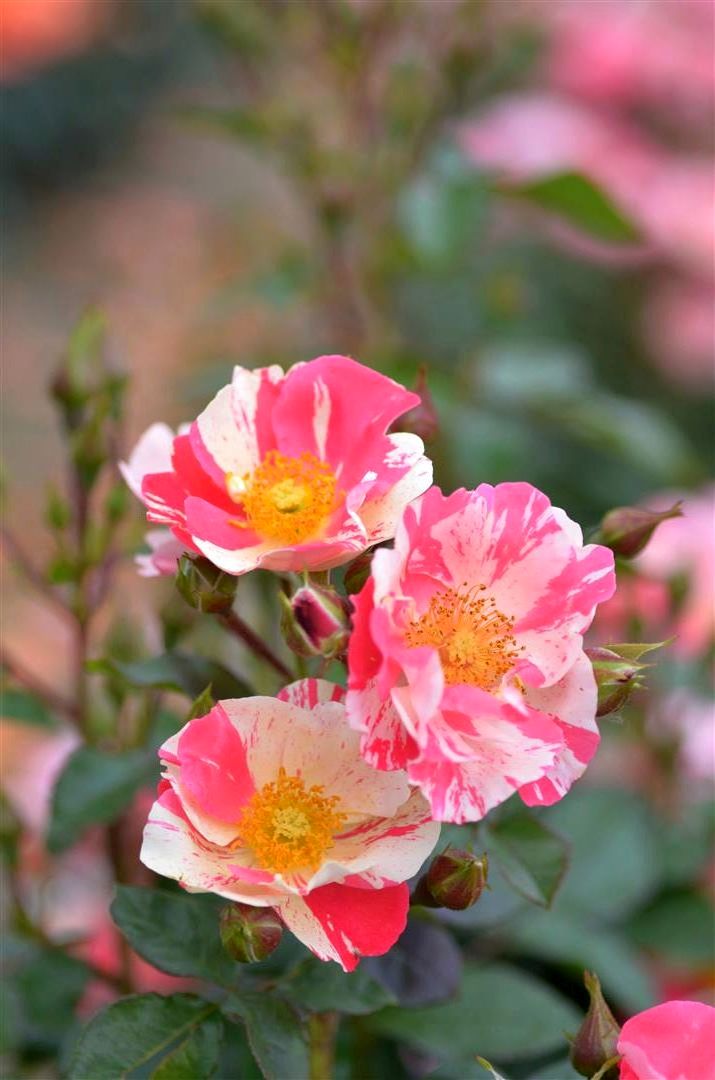 rose "Mind Games" | Vrtni center MOGA