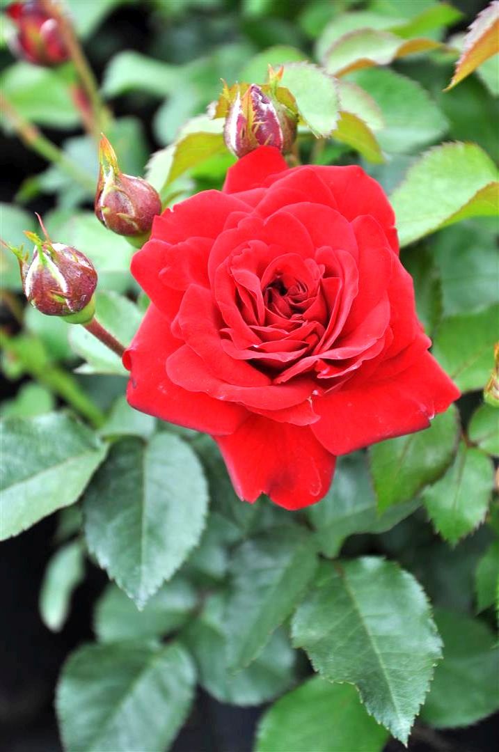 rose "Nina Weibull" | Vrtni center MOGA