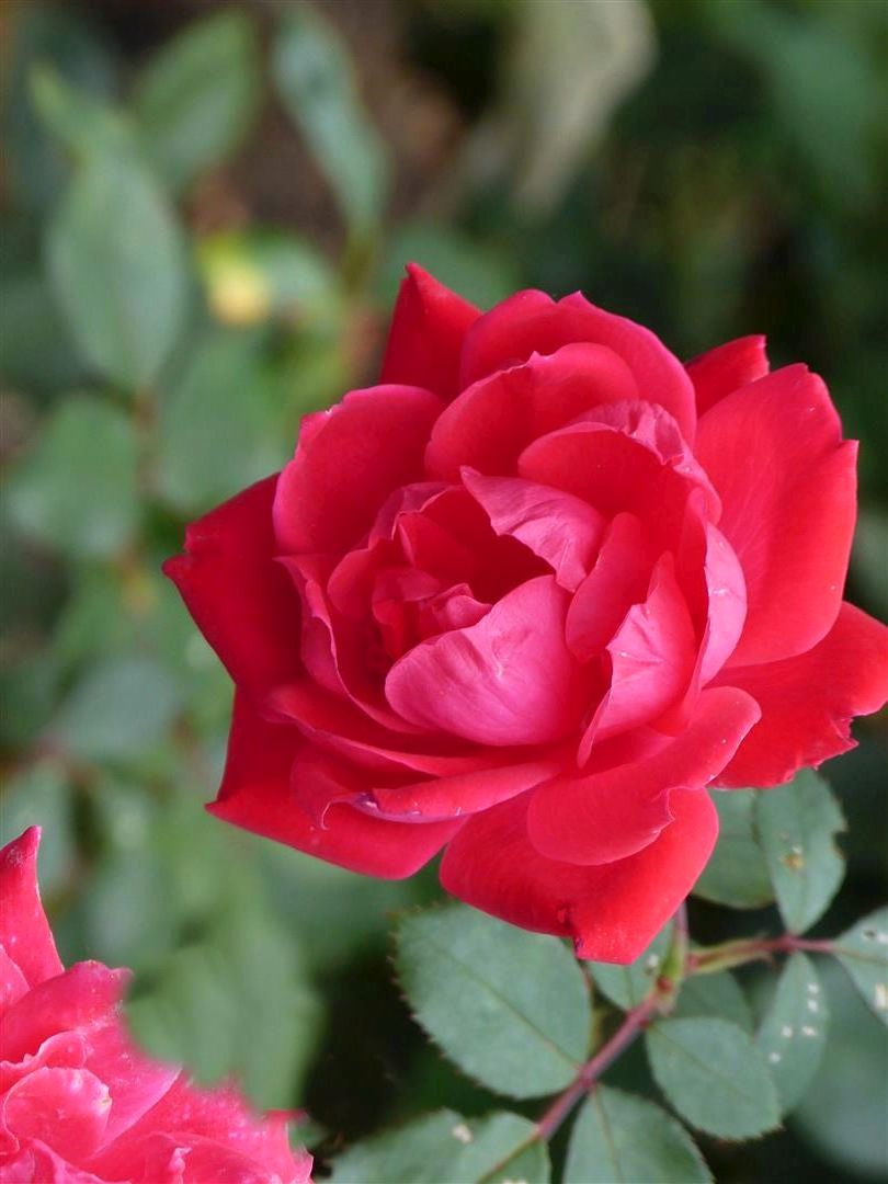 rose "Paul's Scarlet Climber" | Vrtni center MOGA