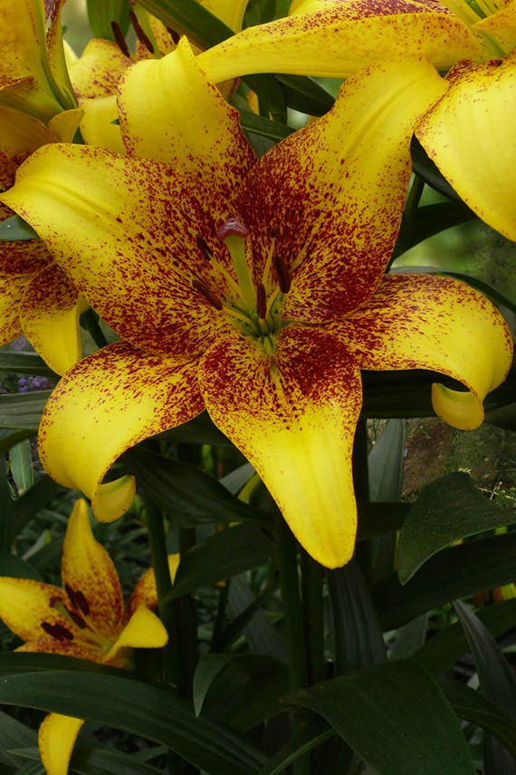 Lilium "Golden Stone" | Vrtni center MOGA