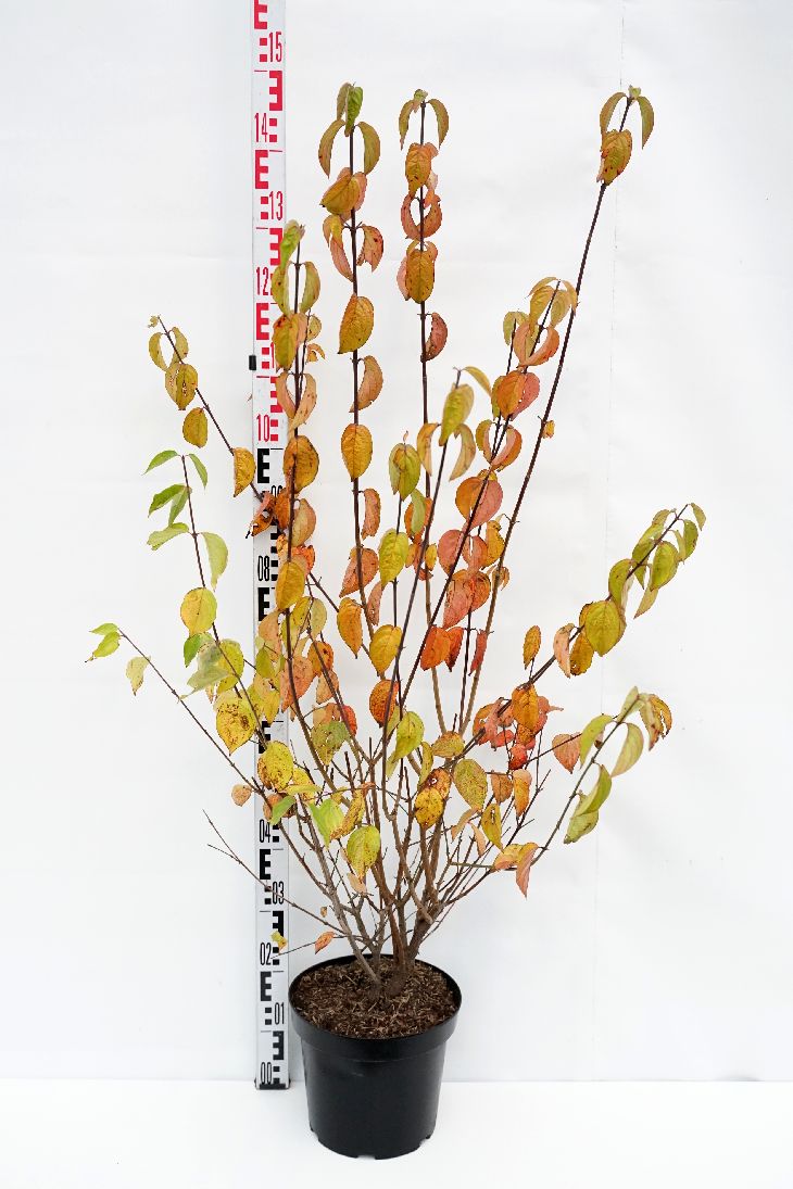 rumeni dren | Vrtni center MOGA