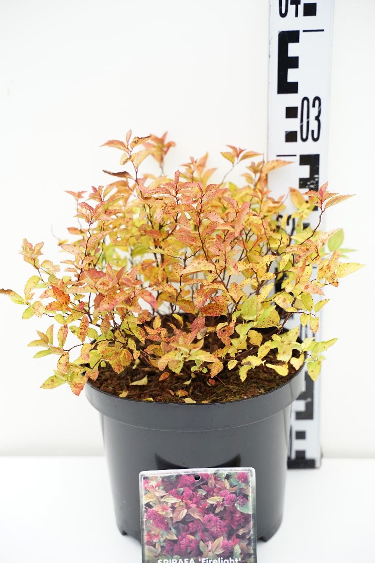 Japanese spirea "Firelight" | Vrtni center MOGA