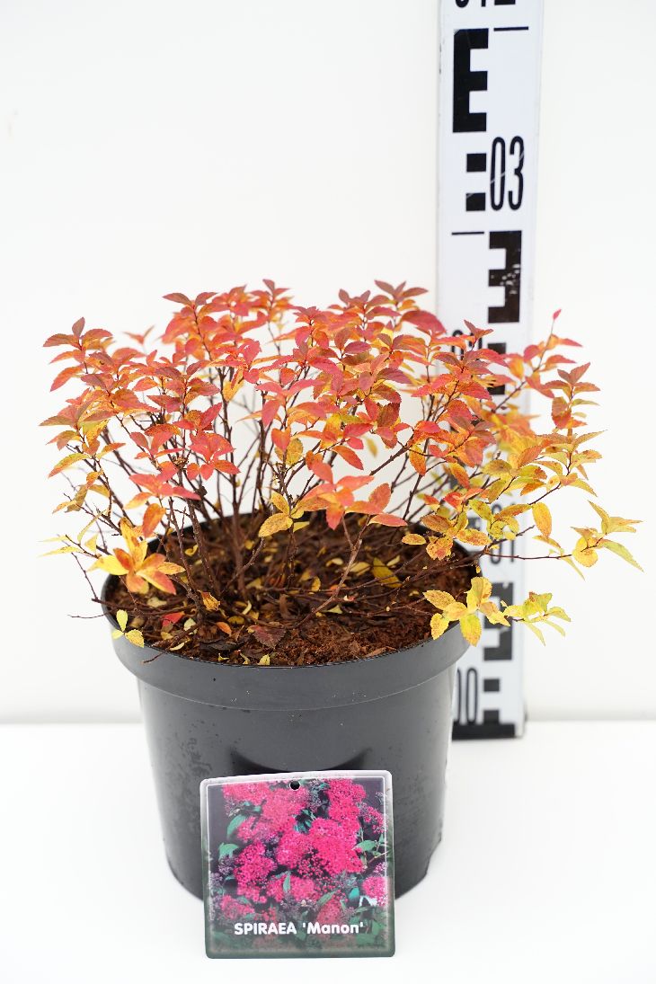 Japanese spirea "Manon" | Vrtni center MOGA