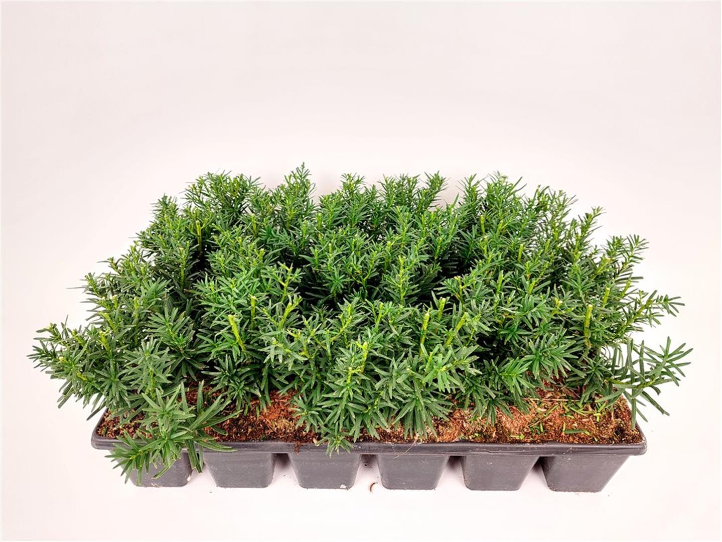 hybrid yew "Densiformis" | Vrtni center MOGA