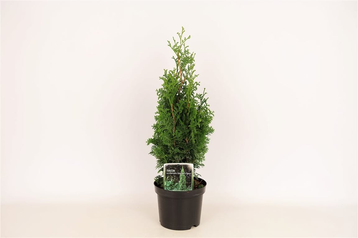 American arborvitae "Degroot's Spire" | Vrtni center MOGA