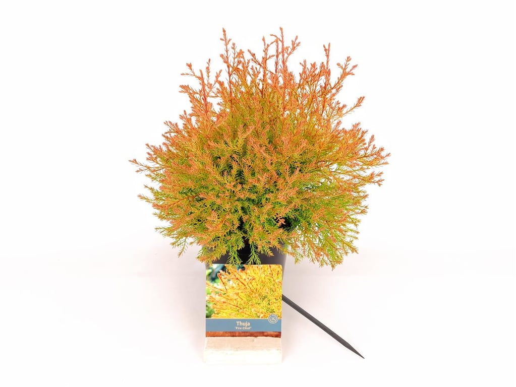 ameriški klek "Fire Chief" | Vrtni center MOGA