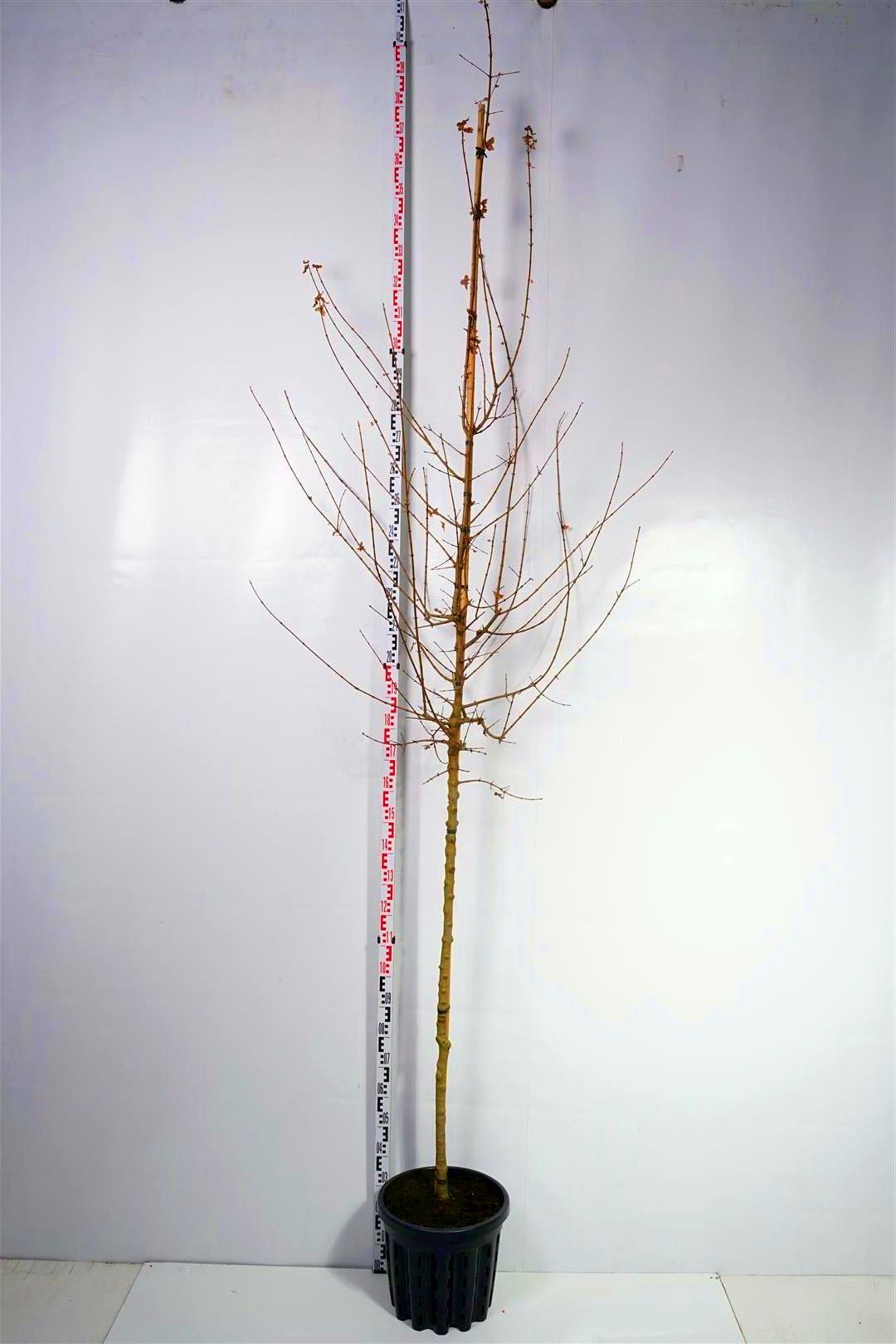 Montpelier maple | Vrtni center MOGA