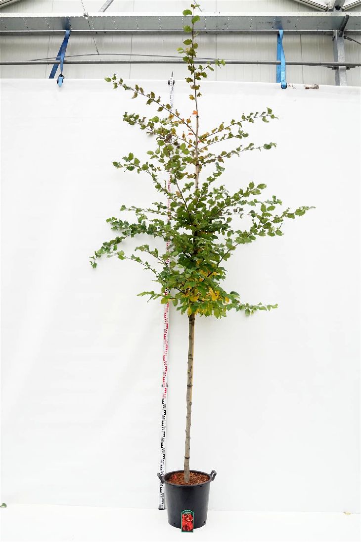 common hornbeam "Rockhampton Red" | Vrtni center MOGA