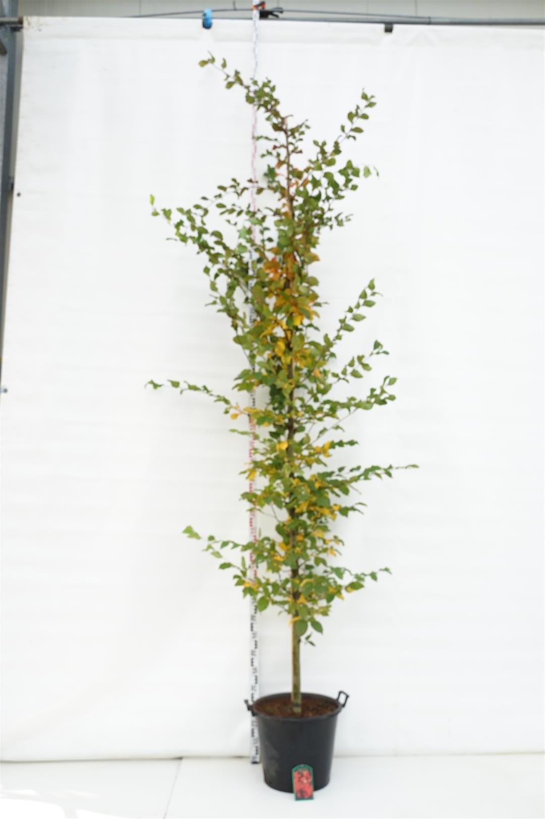 common hornbeam "Rockhampton Red" | Vrtni center MOGA