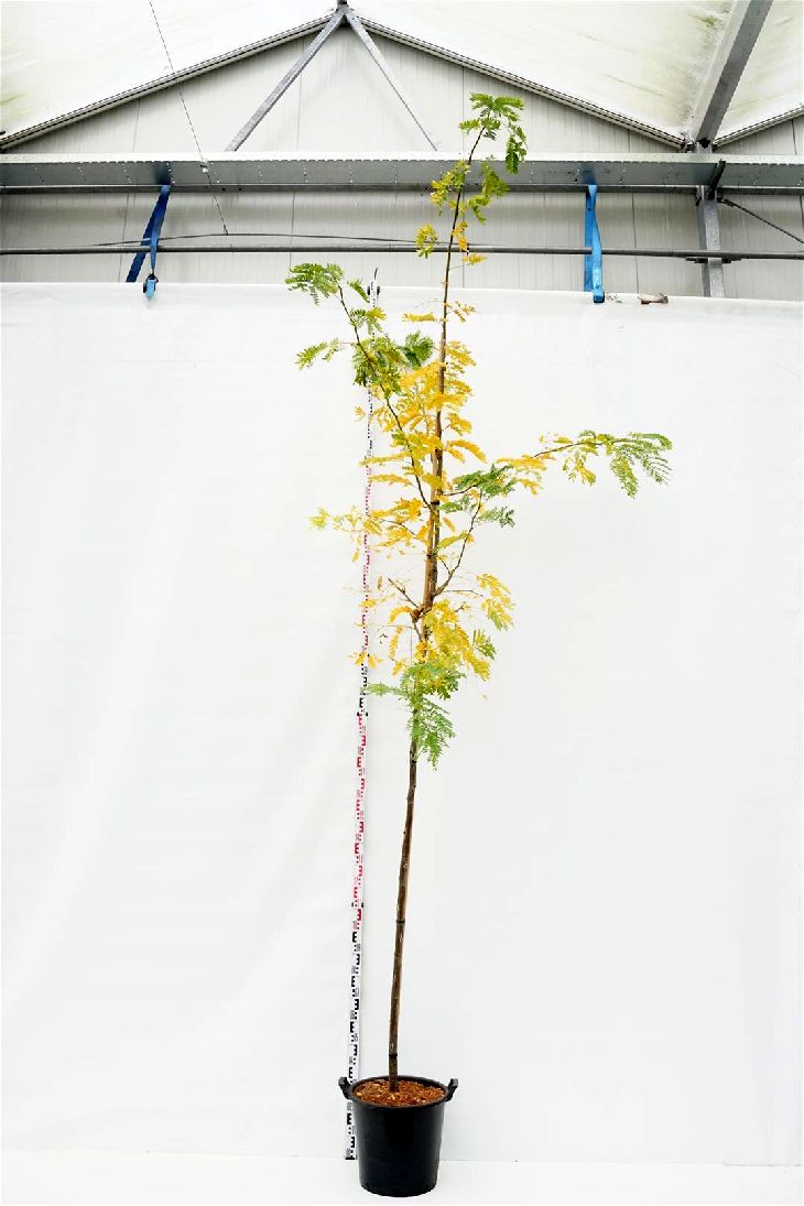 Gleditsia triacanthos "Sunburst" | Vrtni center MOGA