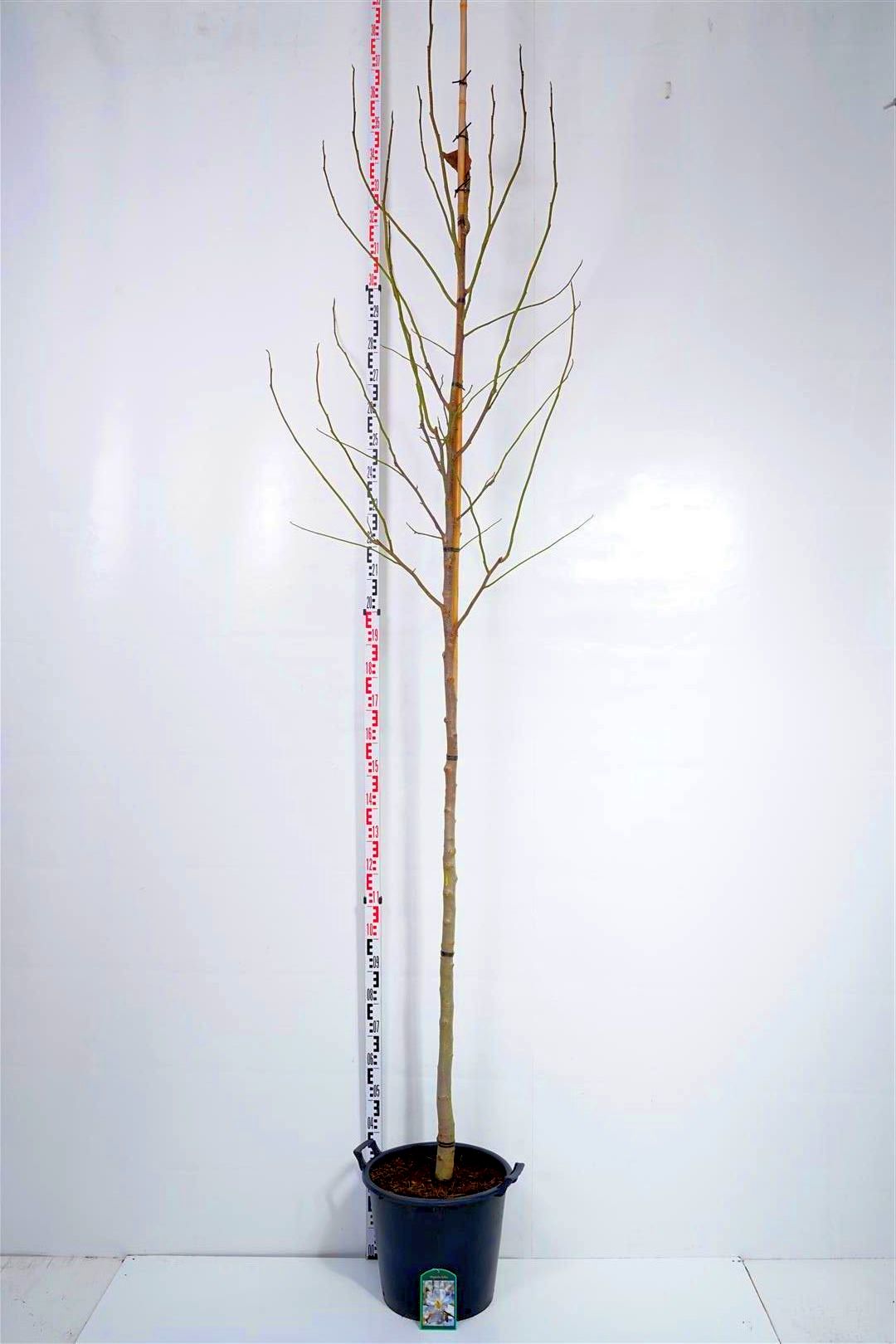 northern Japanese magnolia | Vrtni center MOGA