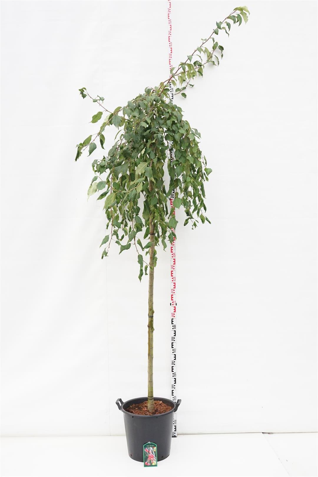 crabapple "Red Jade" | Vrtni center MOGA