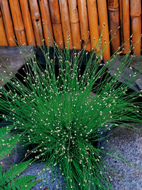 low bulrush | Vrtni center MOGA