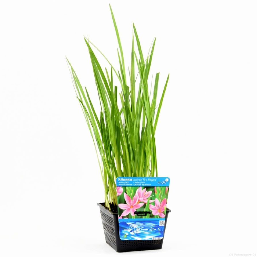 crimson flag lily "Mrs Hegarty" | Vrtni center MOGA