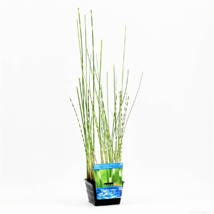softstem bulrush "Zebrinus" | Vrtni center MOGA