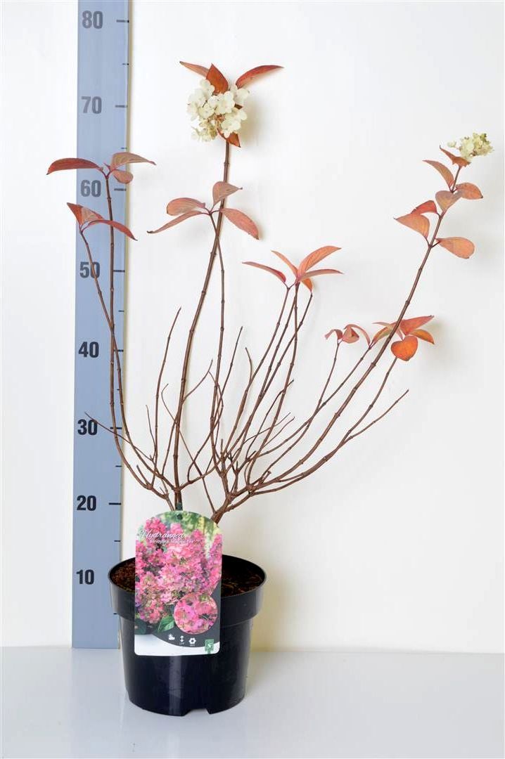 Hydrangea paniculata "Magical Fire" | Vrtni center MOGA