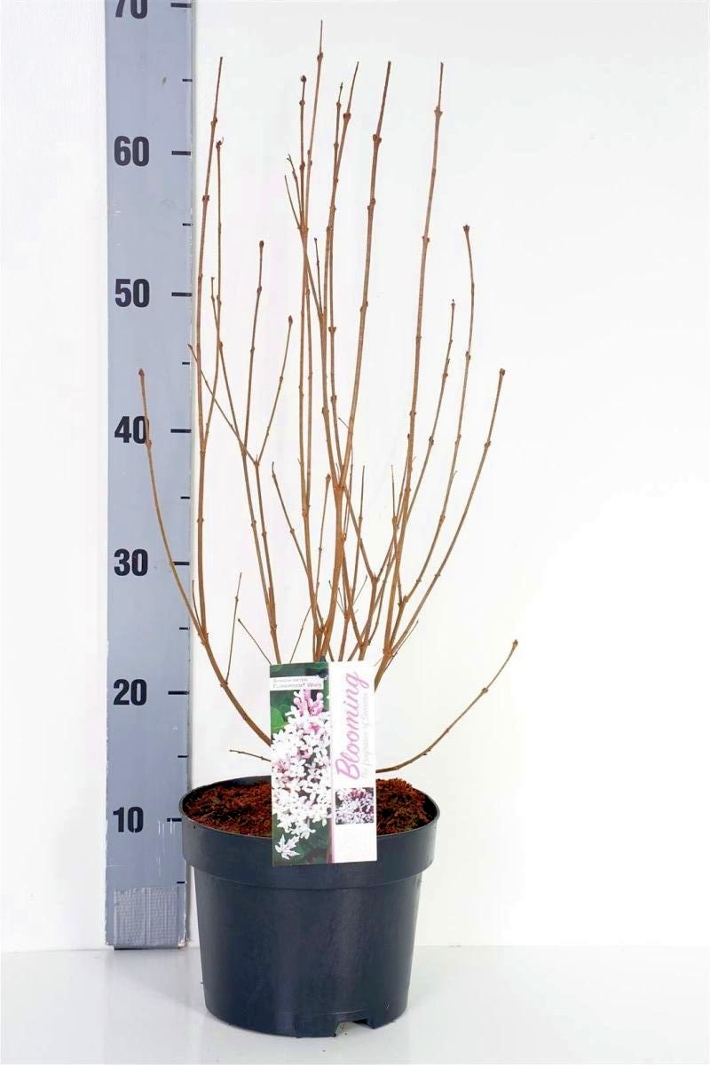 dwarf littleleaf lilac "Flowerfesta® white" | Vrtni center MOGA