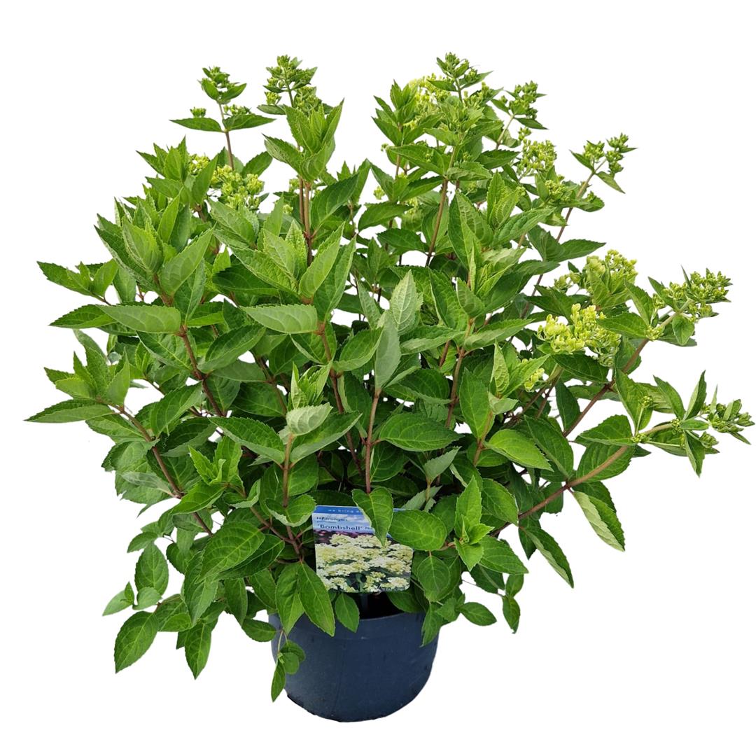 Hydrangea paniculata "Bombshell" | Vrtni center MOGA