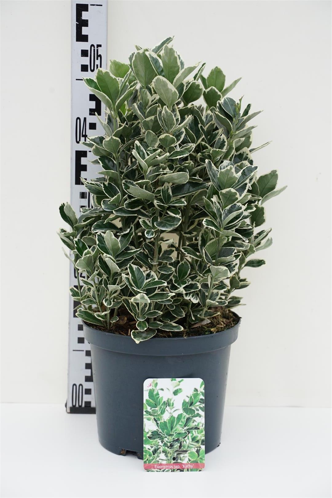 Japanese spindle "Kathy" | Vrtni center MOGA
