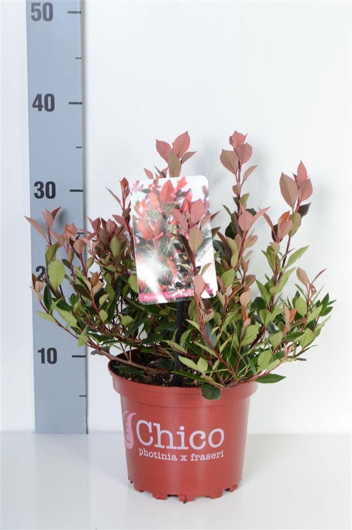 Fraser's photinia "Chico" | Vrtni center MOGA