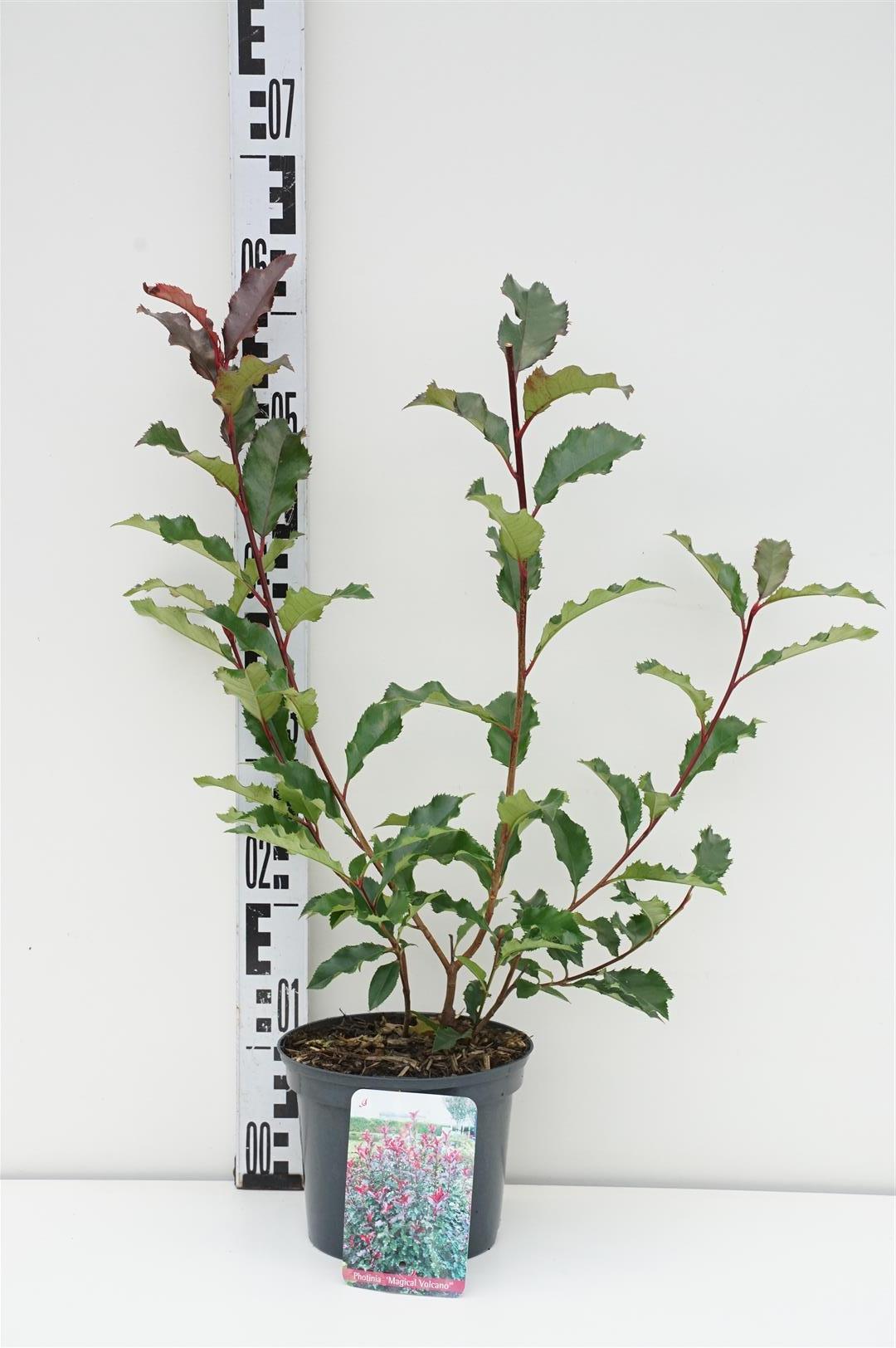 Photinia fraseri "Magical Volcano" ® | Vrtni center MOGA