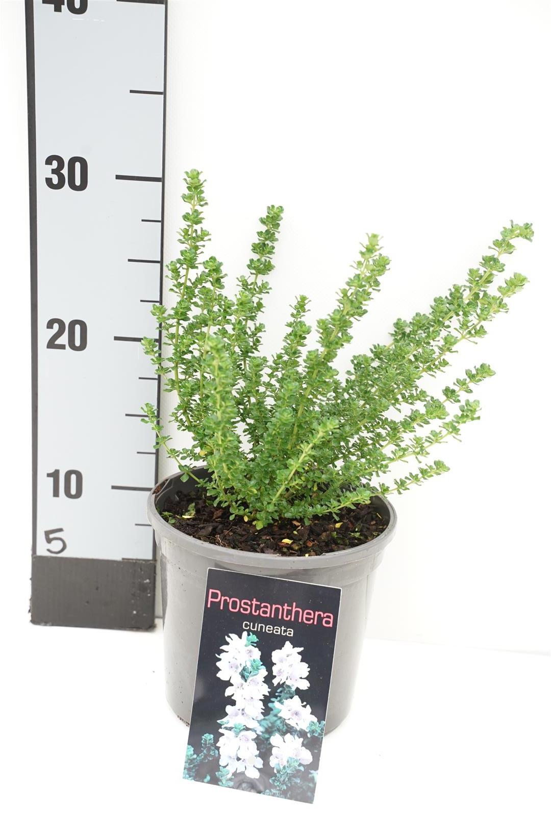 Alpine mint bush | Vrtni center MOGA