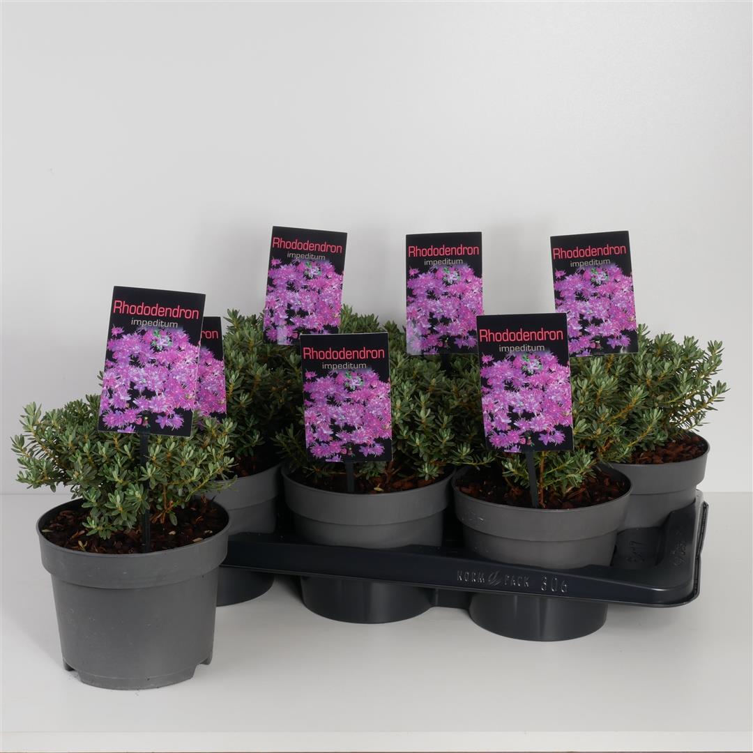 dwarf purple rhododendron | Vrtni center MOGA