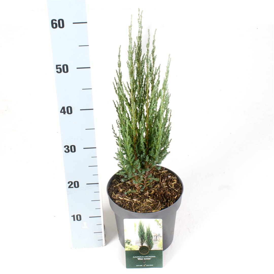 Colorado juniper "Blue Arrow" | Vrtni center MOGA