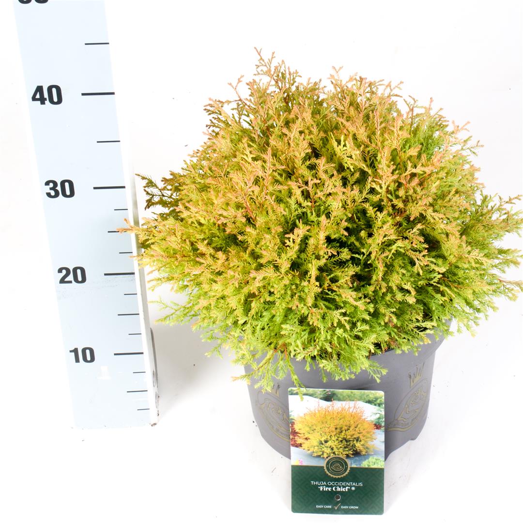 ameriški klek "Fire Chief" | Vrtni center MOGA