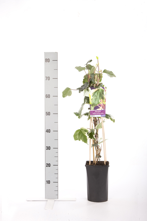 Algerian ivy "Gloire de Marengo" | Vrtni center MOGA
