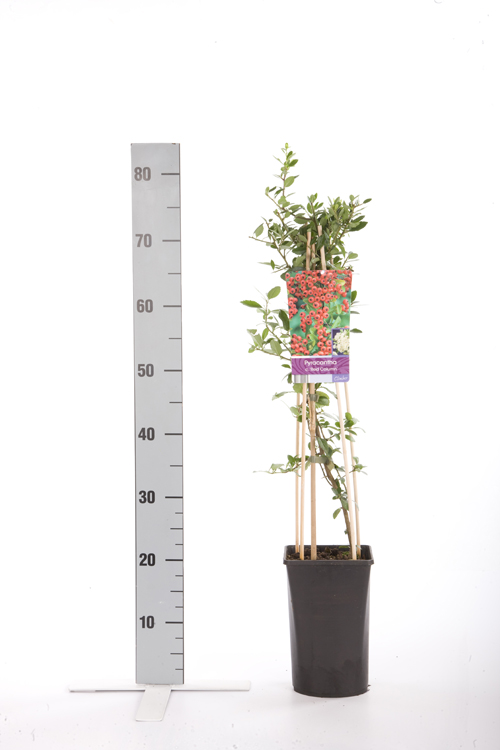 firethorn "Red Column" | Vrtni center MOGA