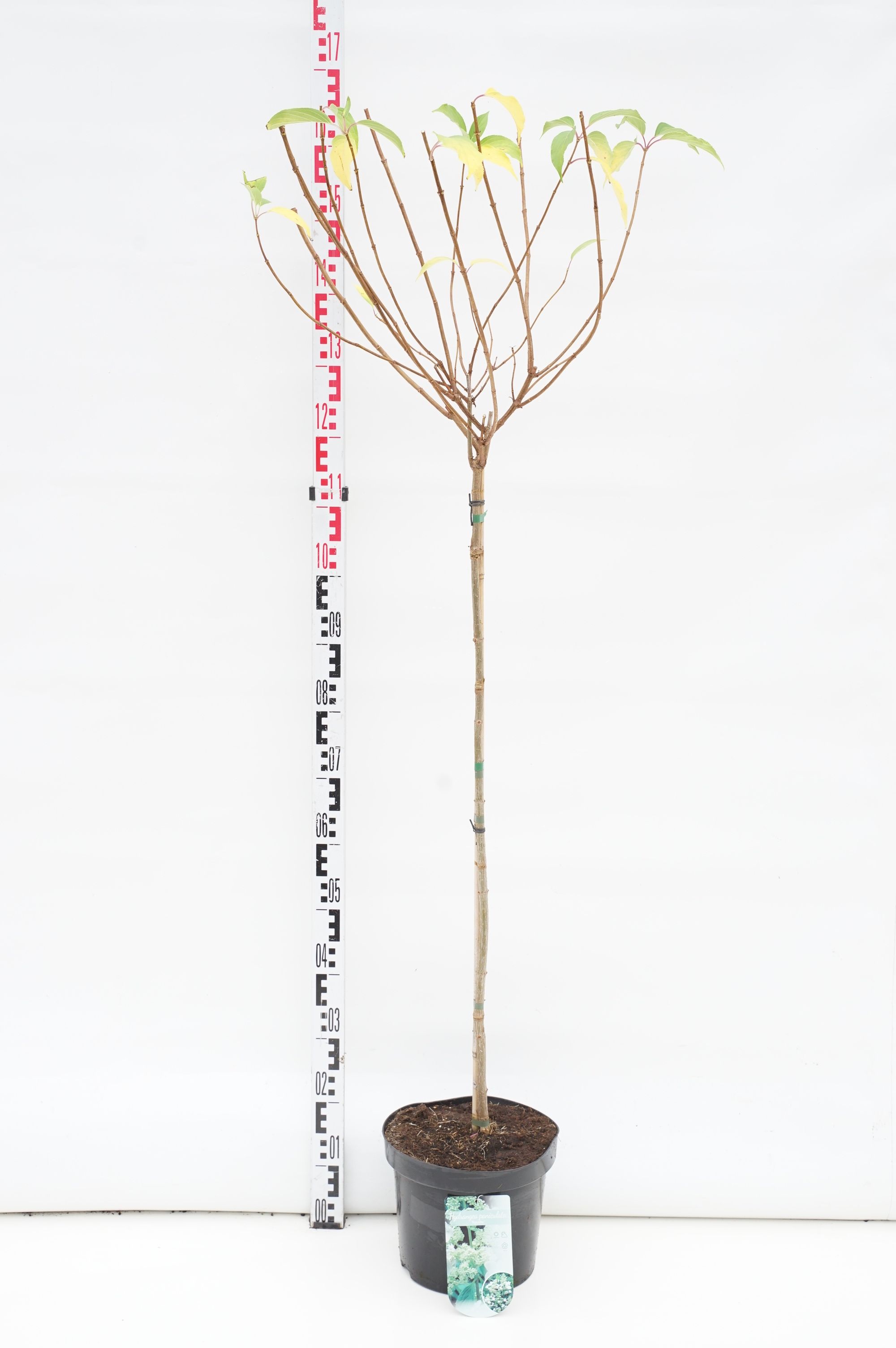 Rispen- Hortensie "Kyushu" | Vrtni center MOGA