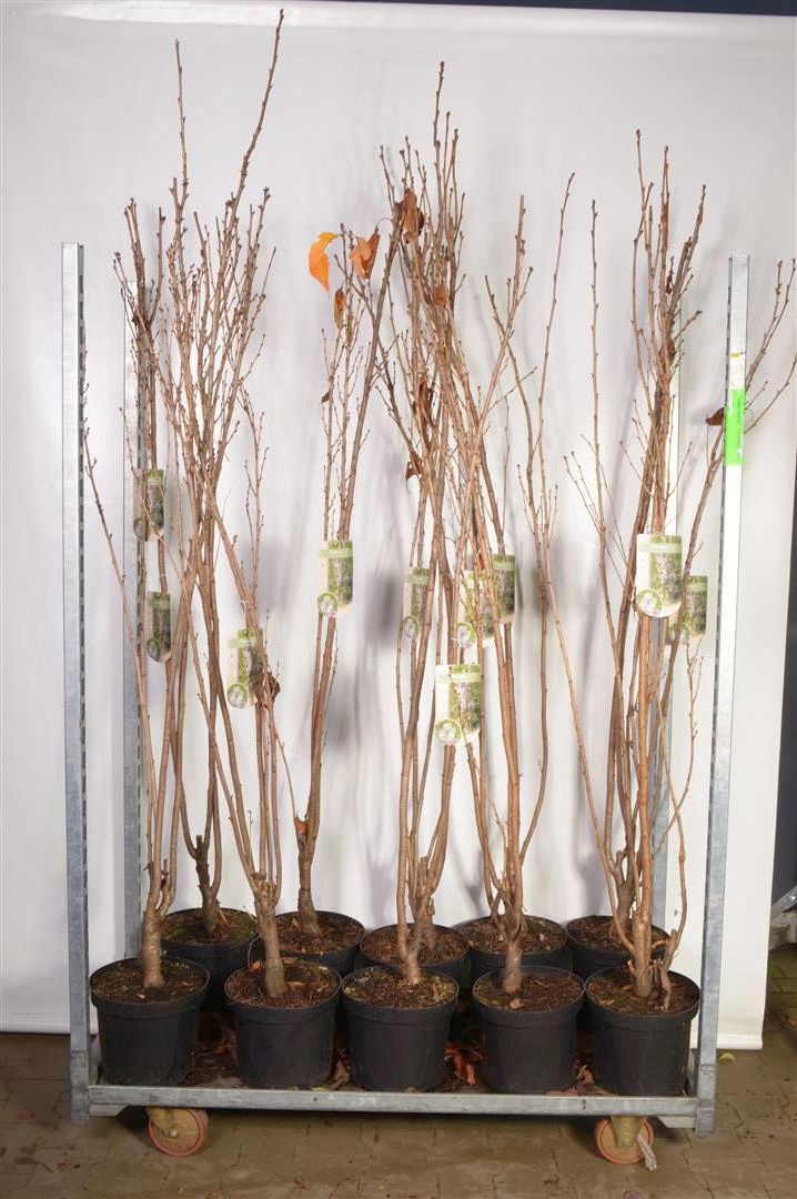 Japanese flowering cherry "Amanogawa" | Vrtni center MOGA