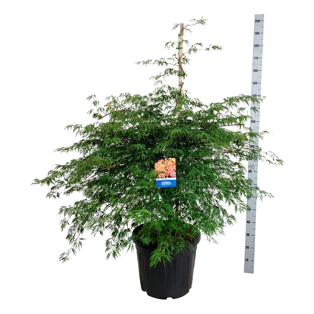 Korean maple "Ice Dragon" | Vrtni center MOGA