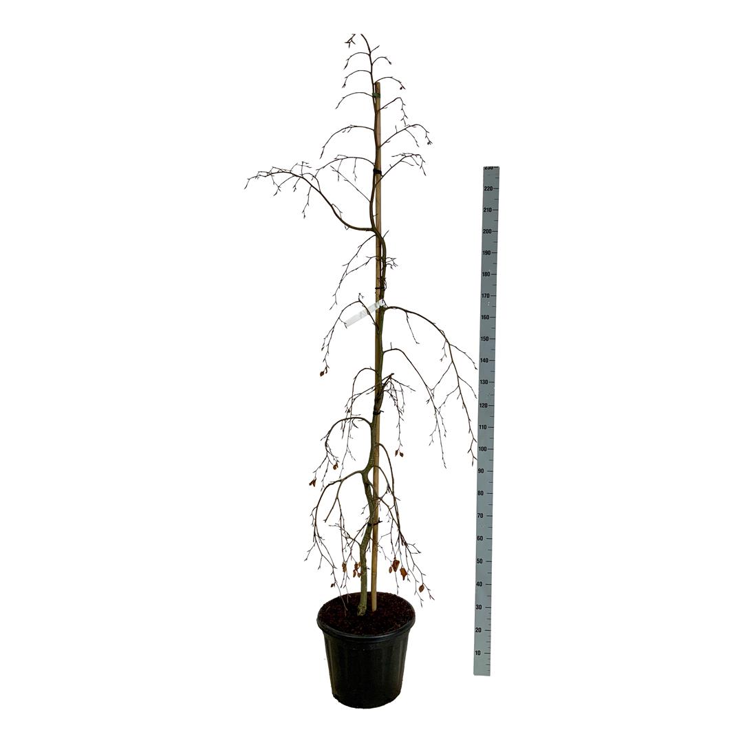 navadna bukev "Pendula" | Vrtni center MOGA