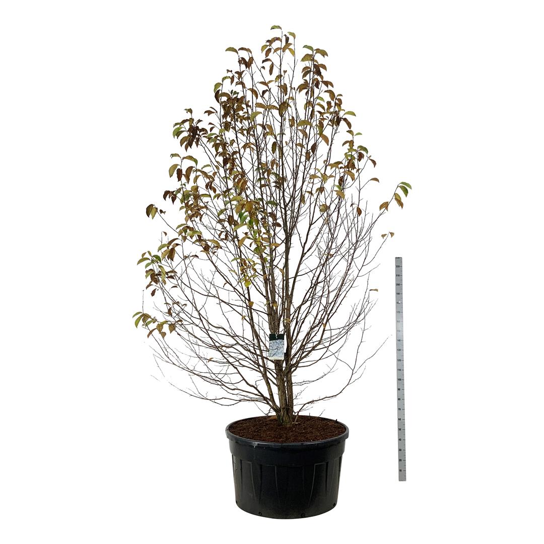 northern Japanese magnolia | Vrtni center MOGA