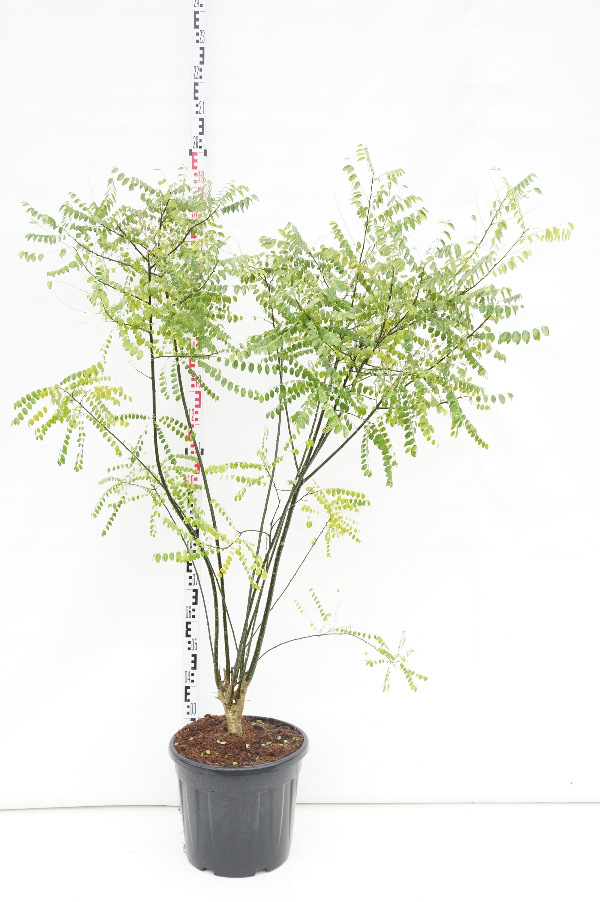 Sophora japonica | Vrtni center MOGA