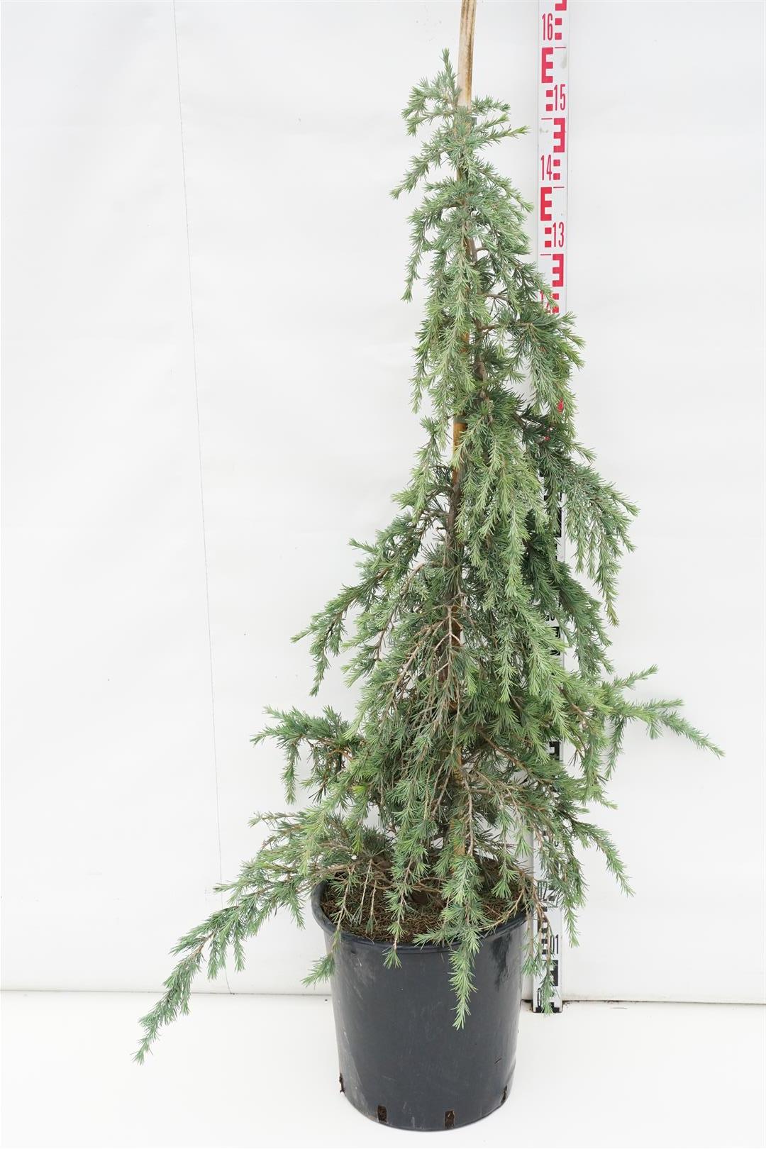 Indian cedar "Feelin' Blue" | Vrtni center MOGA