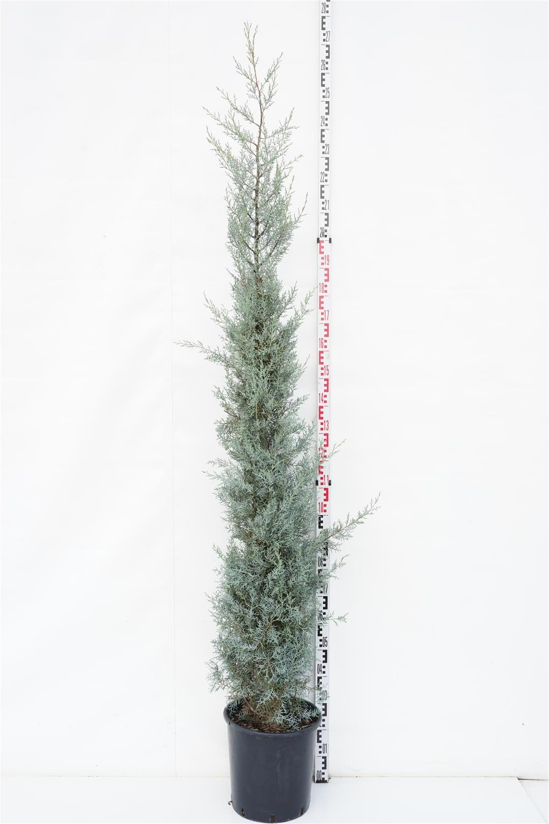 Cupressus arizonica "Fastigiata" | Vrtni center MOGA