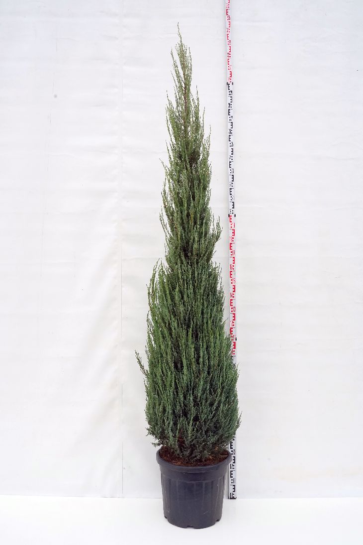 Colorado juniper "Blue Arrow" | Vrtni center MOGA