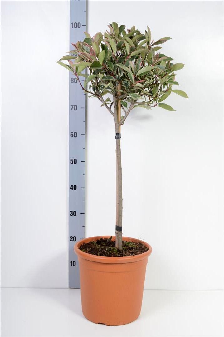 Photinia fraseri "Pink Marble" ® | Vrtni center MOGA