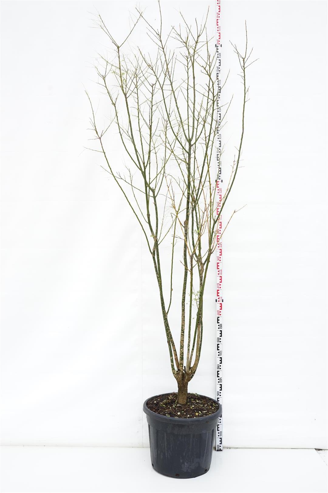 Sophora japonica | Vrtni center MOGA