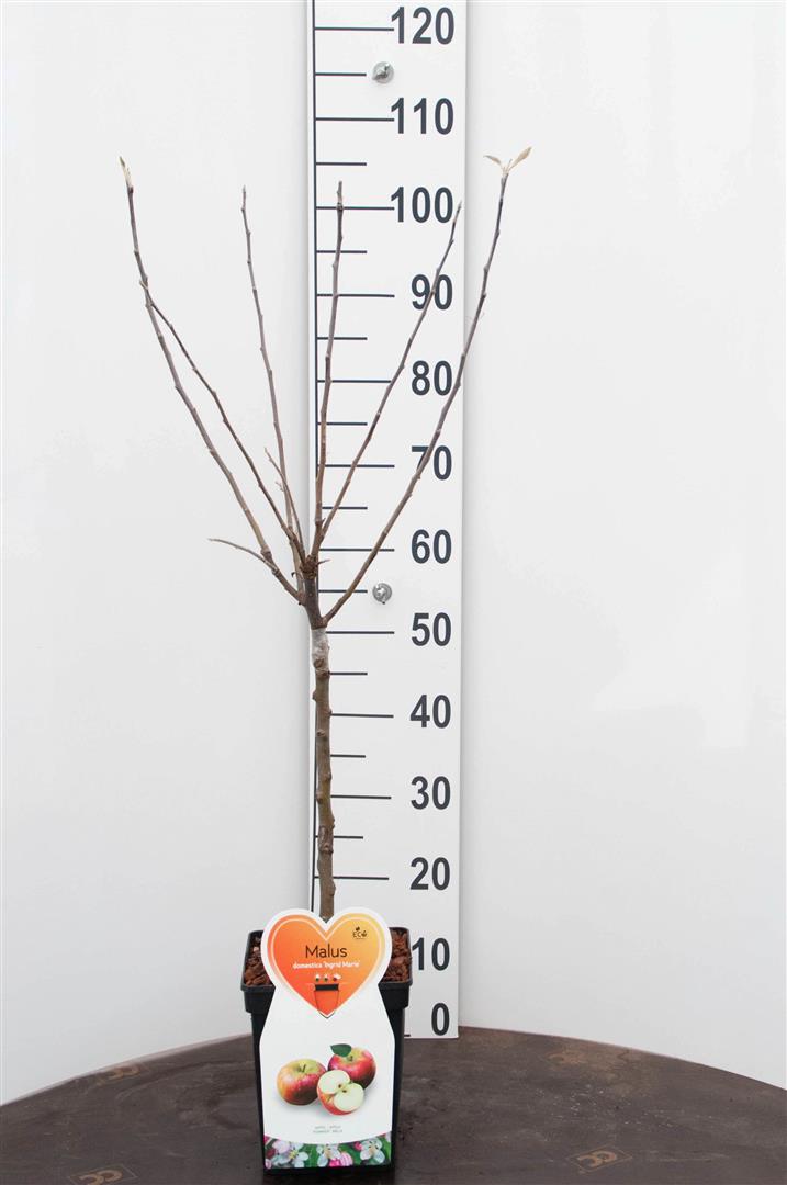 apple "Golden Pearmain" | Vrtni center MOGA