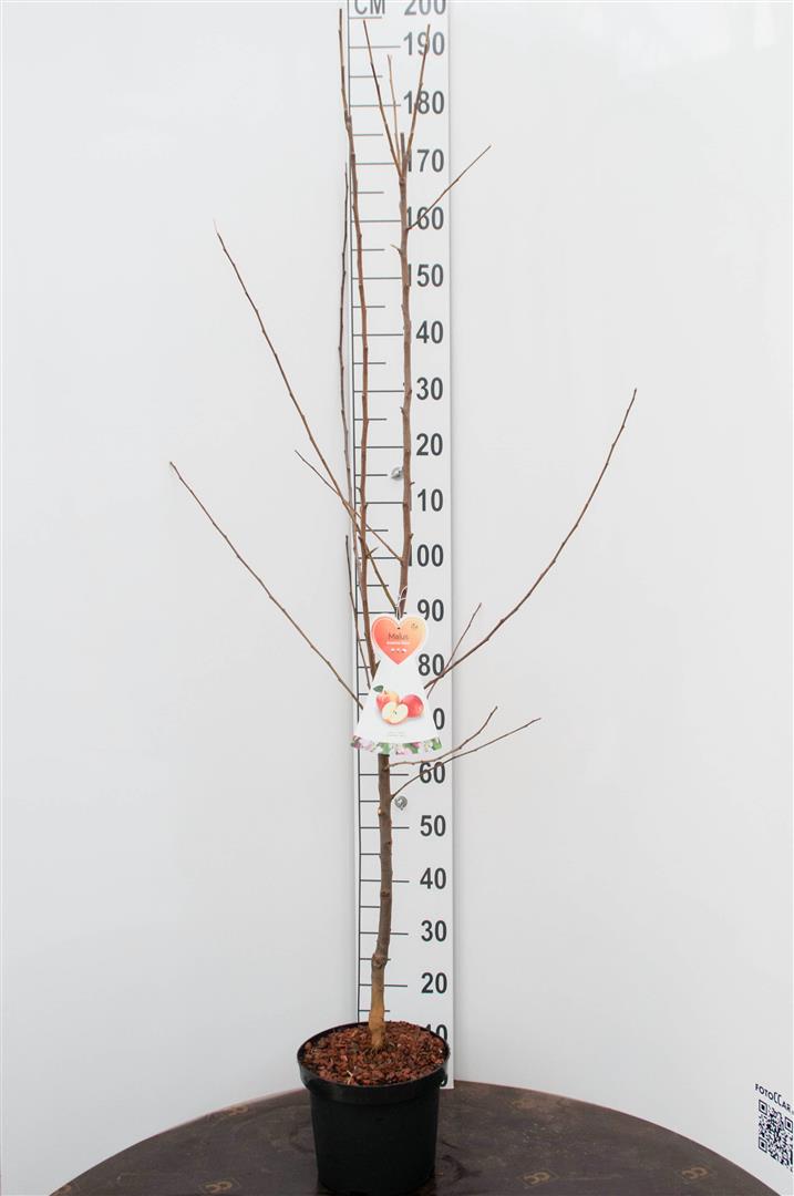 jablana "James Grieve" | Vrtni center MOGA