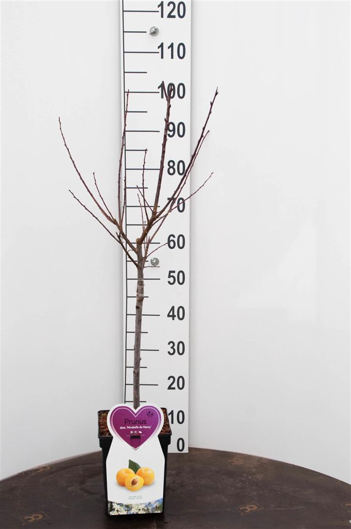 common plum "President" | Vrtni center MOGA