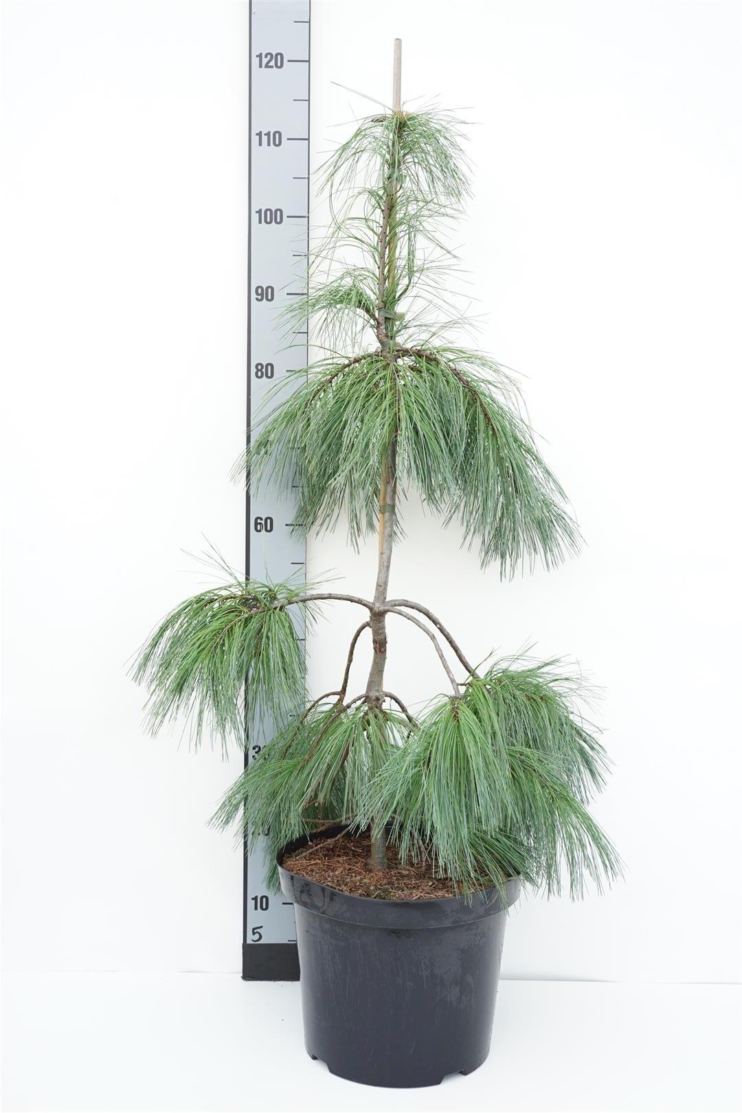 eastern white pine "Pendula" | Vrtni center MOGA