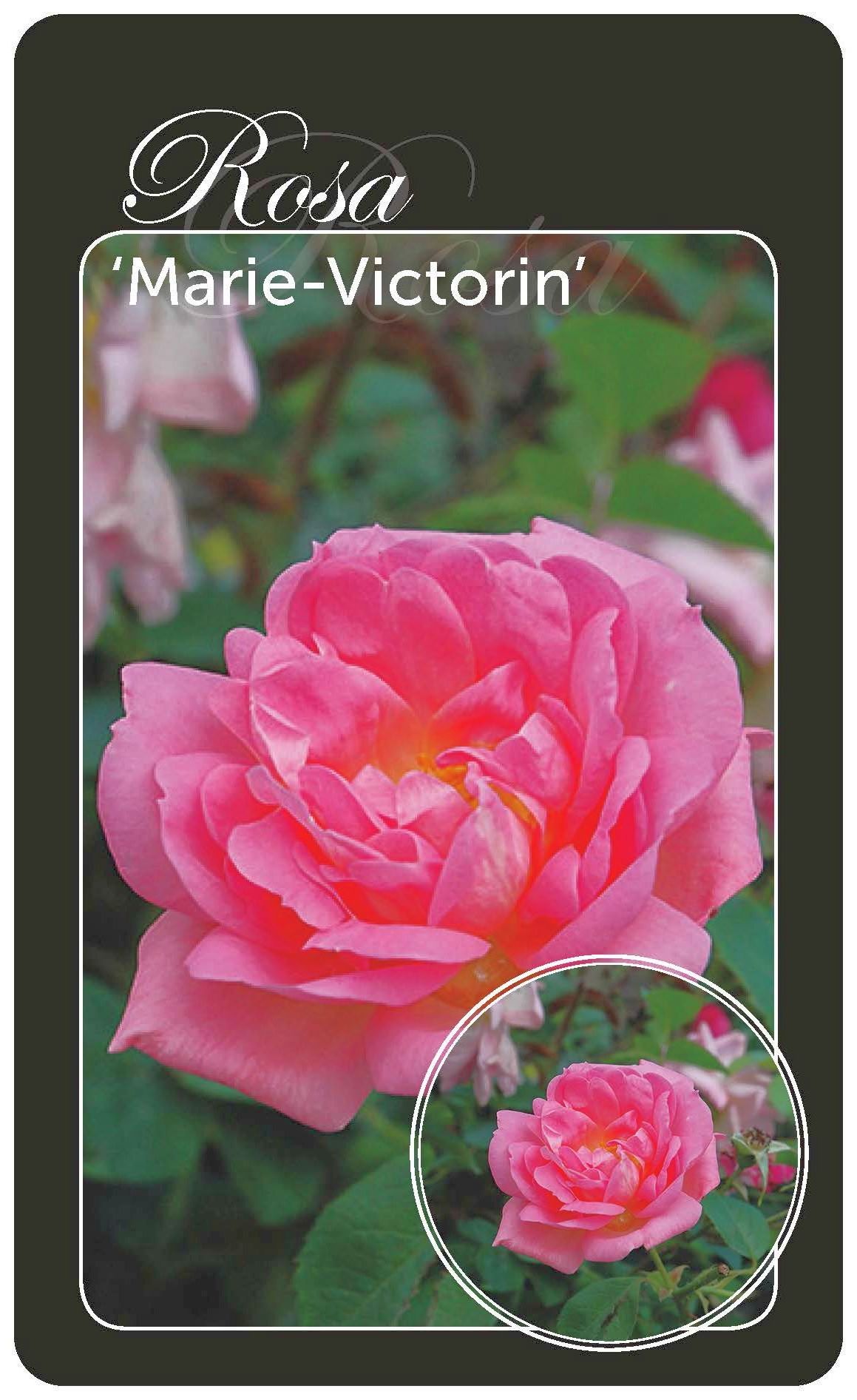 rose "England's Rose" | Vrtni center MOGA